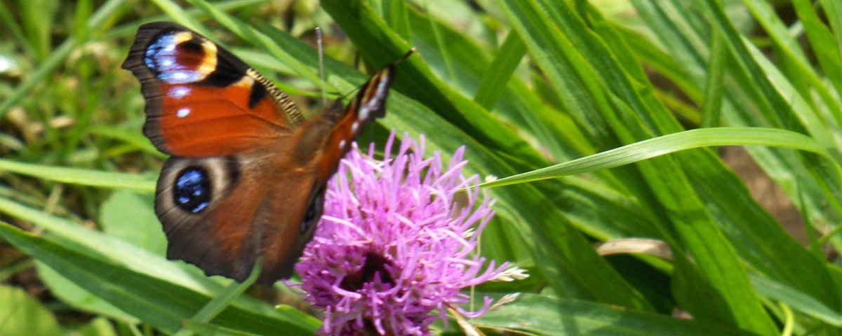 MEDIASSA – Tapani Heinonen